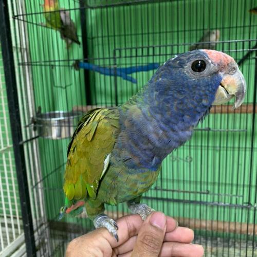 Jual pionus pink headed (rare) only 1 in the world - Kota Surabaya ...