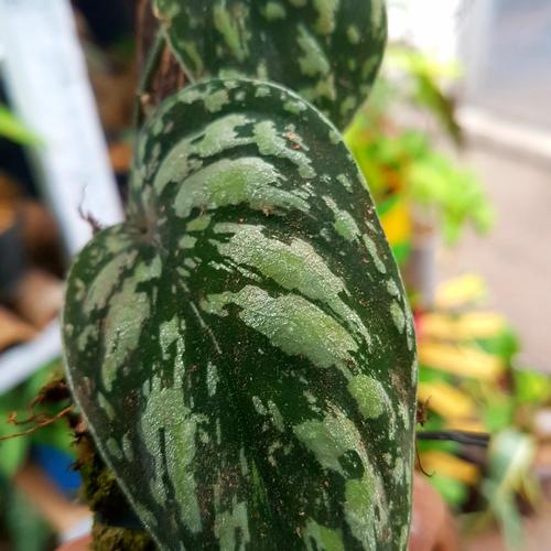 Jual scindapsus three color scindapsus tricolor tanaman hias - Jakarta ...