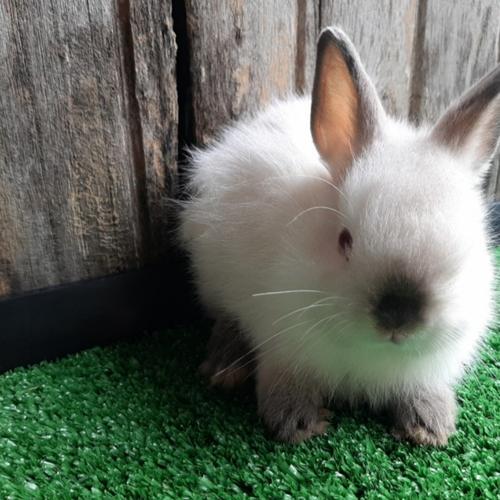 Jual Kelinci Hias Netherland Dwarf Himi - Jakarta Timur ...