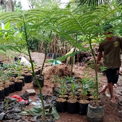 Jual Pohon parahiba solobium pakis brazil tinggi pohon -+2 meter - Kota ...