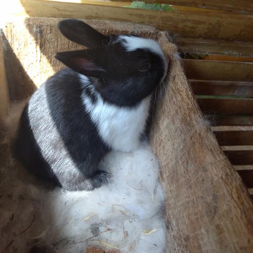 Jual kelinci Dutch anakan - Kota Batu - True-Welu | Tokopedia