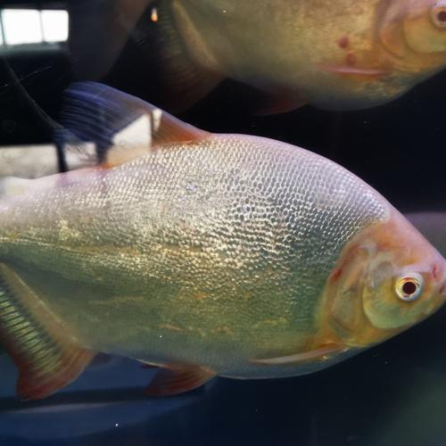 Jual ikan pacu albino predator ikan galak besar - Kab. Tangerang - ads ...