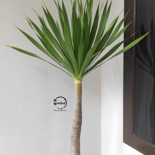 Jual Pandan Bali / Pohon Pandan Bali - Tinggi 1 mtr - Jakarta Timur ...