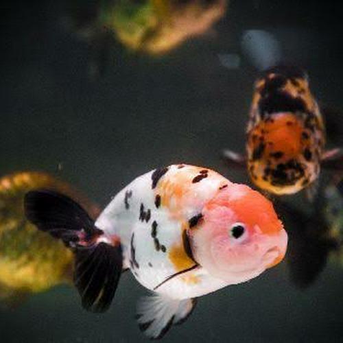 Jual ikan mas koki rancu calico size 5-6cm - L - Kota Tangerang Selatan ...