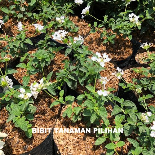 Jual BIBIT TANAMAN BUNGA LANTANA PUTIH OUTDOOR PERDU RAJIN BERBUNGA ...
