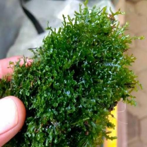 Jual Moss ricardia mini pelia porsi mika 10x5 tanaman aquascape - Kab ...