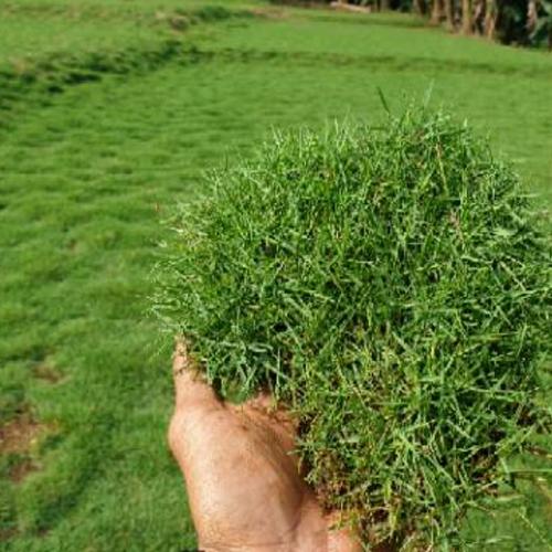 Jual Tanaman rumput peking cocok untuk makam(kuburan)20cmx20cm - Kab ...