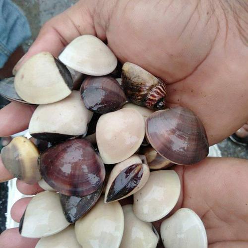 Jual KERANG KEPA/TAHU SEGAR - Jakarta Utara - ROID-seafood | Tokopedia