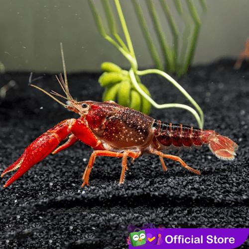 Jual Lobster Merah Clarkii / Orange Hias Air Tawar Aquascape - Kota ...