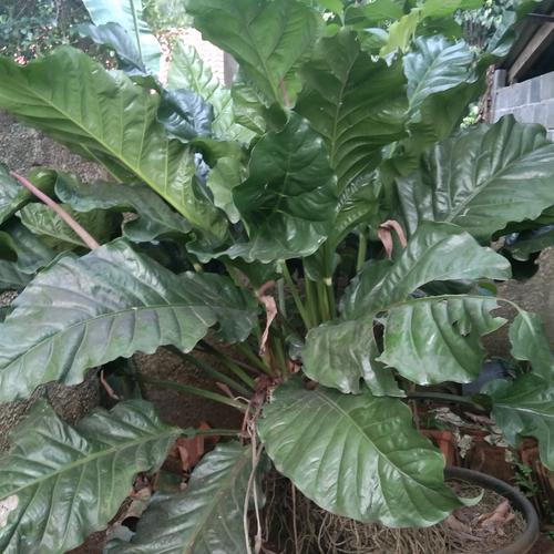 Jual Anthurium garuda super besar - Kab. Bogor - Syabilla Landscape ...