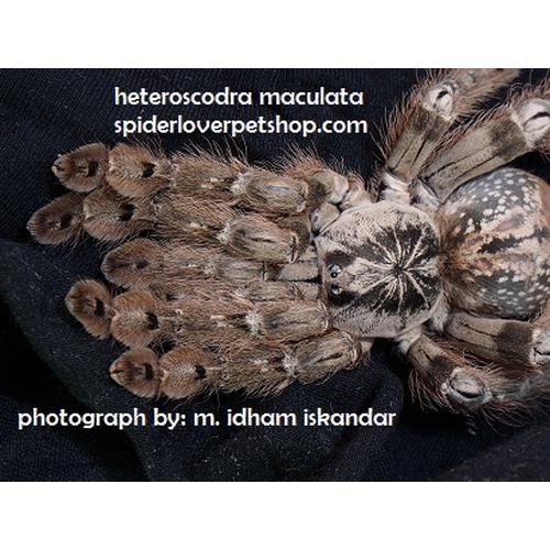 Jual HETEROSCODRA MACULATA UNSEX TARANTULA - Kota Bandung - spider ...