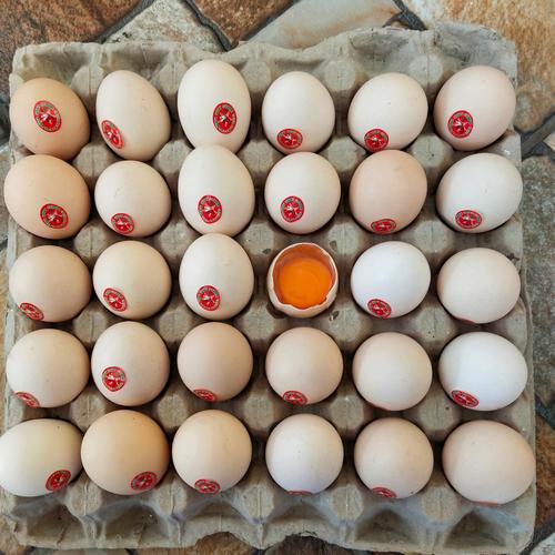 Jual telur ayam kampung omega/kampung merah - Jakarta Barat ...