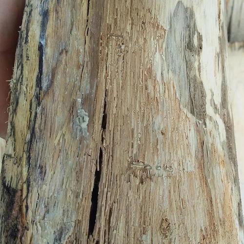 Jual 1 Batang || Kayu Lapuk Trembesi || LIMITED EDITION - Kab. Banyumas ...