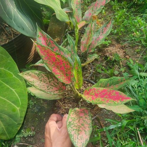 Jual aglonema ruby garuda / tanaman aglonema ruby garuda - Kab. Bogor ...