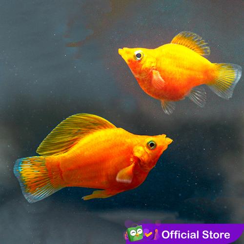 Jual Molly Golden Balon / Ikan Hias Aquascape Air Tawar / Ikan Molly ...