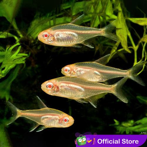 Jual Fire Neon Albino Glowlight Tetra / Neon Api / Ikan Hias Air Tawar ...