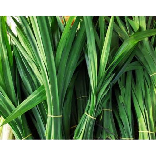 Jual DAUN PANDAN / 1 IKAT - Kota Surabaya - Blonjoesayur | Tokopedia