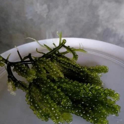 Promo anggur laut segar , seagrape, latoh,lawilawi 300 gram - 300 gram ...