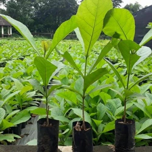 Jual Bibit Tanaman Pohon Jati Emas Super - Bibit Pohon Kayu Unggulan ...