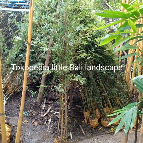 Jual Tanaman Bambu Cina Kuning 1,8 Meter - Jakarta Barat - little Bali ...