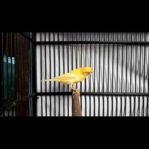 Jual KENARI AF RIWIK AKTIF 100% JANTAN WARNA KUNING IDAMAN POSTUR ...