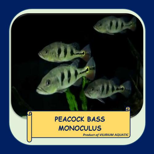 Jual IKAN HIAS AIR TAWAR - PEACOCK BASS MONOCULUS - ±8cm - Jakarta ...