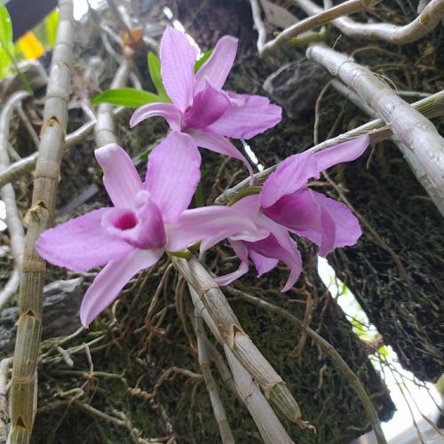 Jual Tanaman anggrek dendrobium anosmum the Philippines - Kota Bandung ...