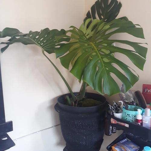 Jual monstera king deliciosa - Kab. Banyuwangi - akandra place | Tokopedia