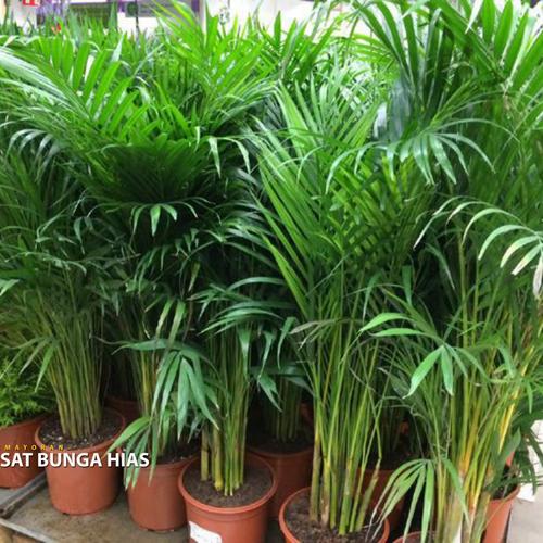Jual tanaman hias palm kuning / tanaman indoor / tanaman outdoor ...