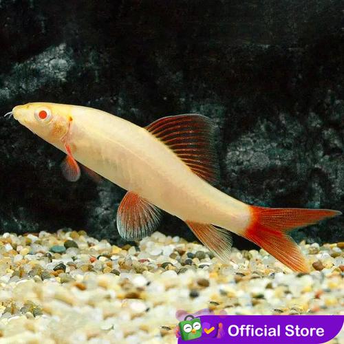 Jual Redfin Red Fin Albino Shark Red Tail / Ikan Hias Aquascape Air ...