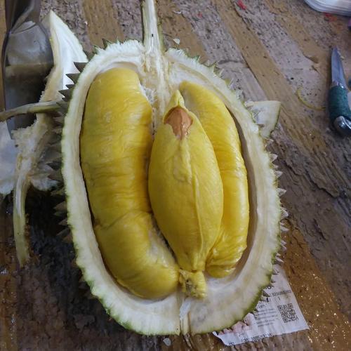 Jual durian super malay d24 - Kuning, manis pahit - Jakarta Barat ...