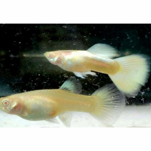 Jual Ikan Hias Aquascape Guppy Platinum Female Size M - Jakarta Barat - Nagatawa Ornamental Fish ...