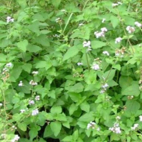 Jual Tanaman Herbal Daun Bandotan / Tanaman Babandotan - Kota Bandung ...