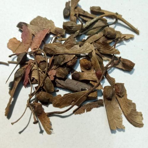 Jual Benih Biji Maple Red-Tanama Pohon Red Maple - Kota Surabaya ...