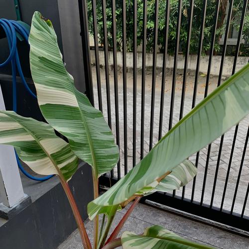 Jual Musa Florida Variegata/Pisang Variegata - Kota Batu - aclbotany ...