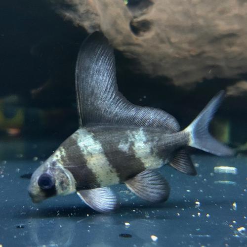Jual IKAN HIAS CHF TANKMATE IKAN PREDATOR - Jakarta Barat - Mars ...