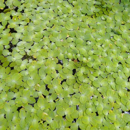 Jual Kapu-kapu mini 10 pcs kapu kapu tanaman air apu-apu mini - Kota ...
