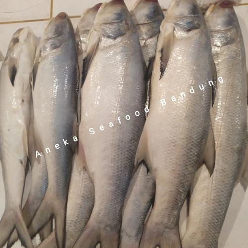 Jual IKAN KURO / SENANGIN SEGAR 1.0kg - Kota Bandung - ANEKA SEAFOOD ...
