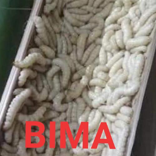 Jual ulat bambu isi.25ekor - Kota Surabaya - agen ulat bambu | Tokopedia