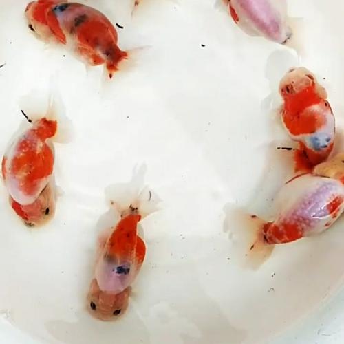 Jual Ikan Mas Koki Rancu / rancu buffallo 11cm - Kota Tangerang Selatan ...