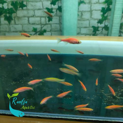 Jual ikan hias red danio zebra - Kab. Tangerang - DreeMee Store | Tokopedia
