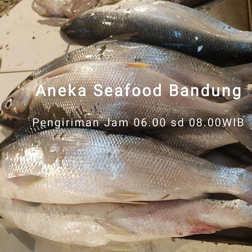 Jual IKAN BANDENG BESAR SEGAR 1kg Isi 1-4 ekor - Kota Bandung - ANEKA ...