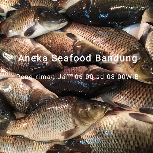 Jual IKAN MAS SEGAR 1kg Isi 5-8 ekor - Kota Bandung - ANEKA SEAFOOD ...