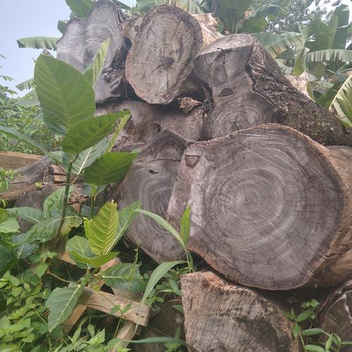 Jual Kayu Log Gelondongan Mahoni, Akasia, Trembesi. - Kota Tangerang ...
