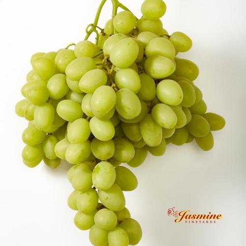 Jual buah anggur hijau sugar crunch manis garing tanpa biji emerald ...