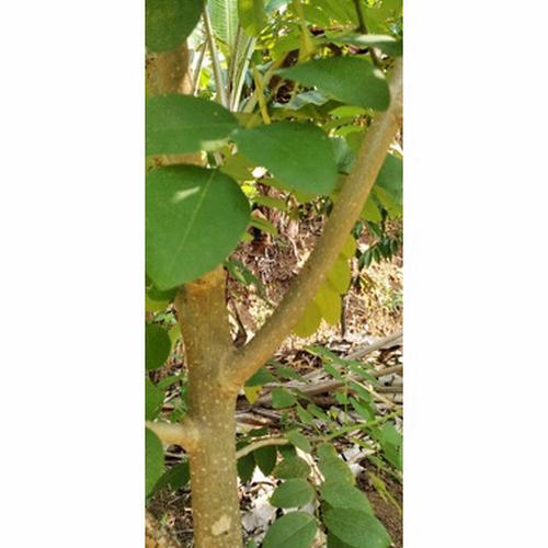 Jual Bibit Stek Pohon Gamal panjang 1meter - Kab. Pangandaran ...