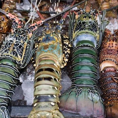 Jual lobster super segar 1kg - Jakarta Barat - Sumber Laut Fresh ...