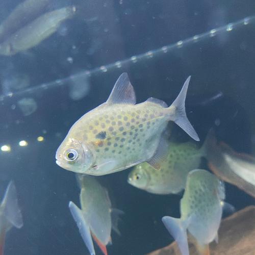 Jual IKAN HIAS SPOTTED DOLLAR - Jakarta Barat - Mars Aquatic Official ...
