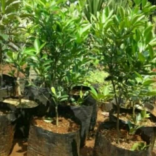 Jual pohon jeruk limo bibit tanaman - Kota Depok - New chitra.Taman ...