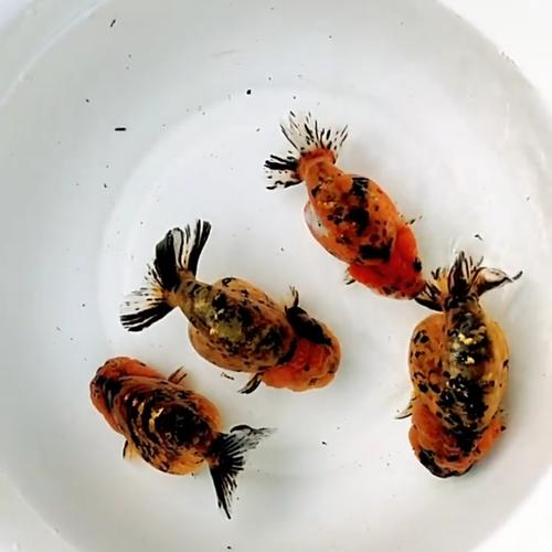 Jual Ikan Mas Koki Rancu Tiger - Kota Tangerang Selatan - Goldfish ...